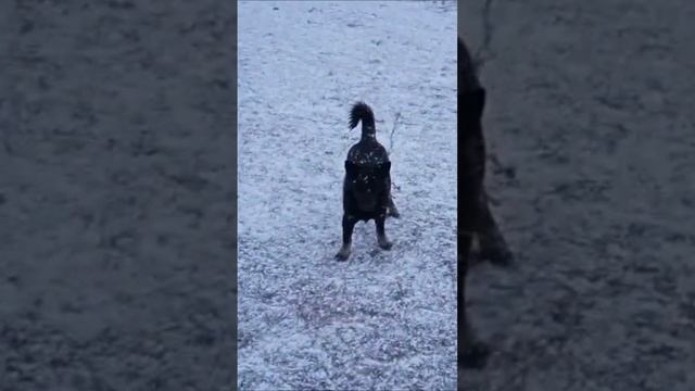 Марта ловит снежинки - собака впервые увидела первый снег