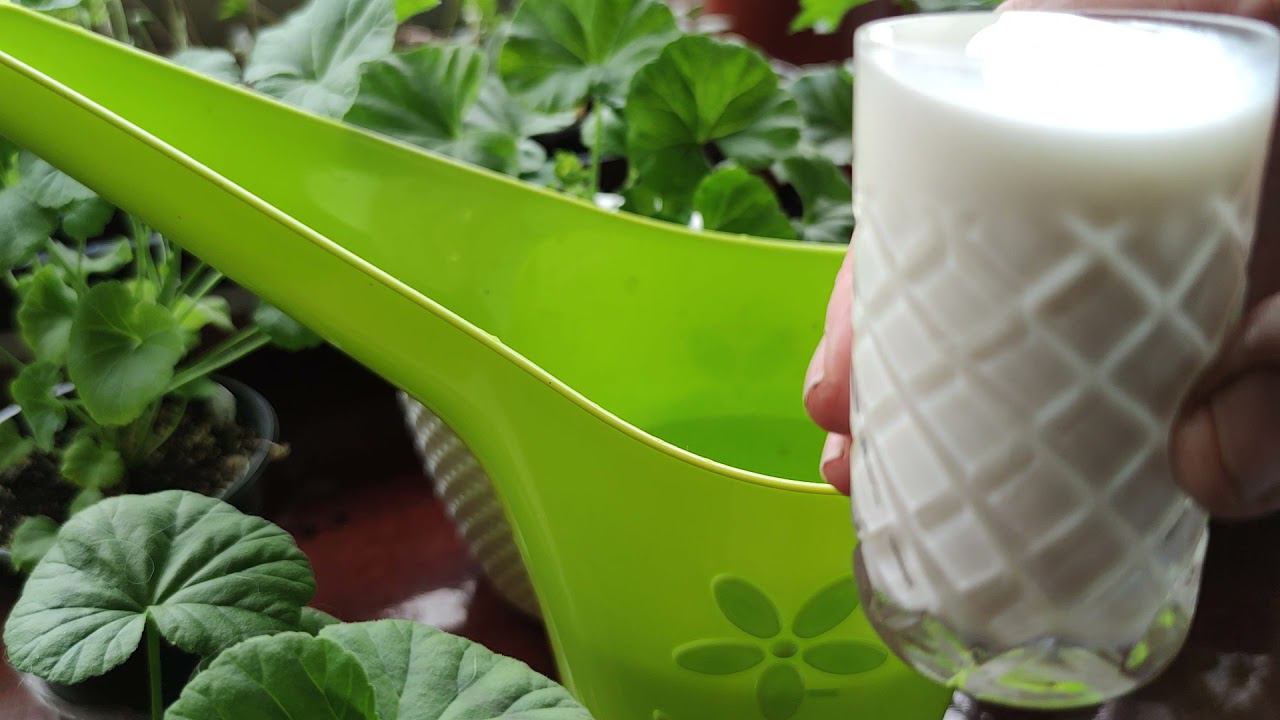 За такую подкормку  пеларгонии скажут вам огромное спасибо