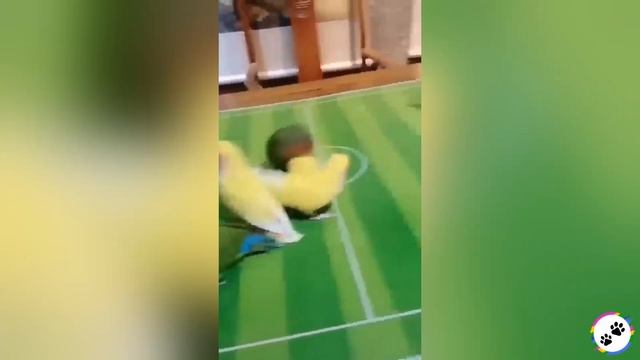 Забавные питомцы #86