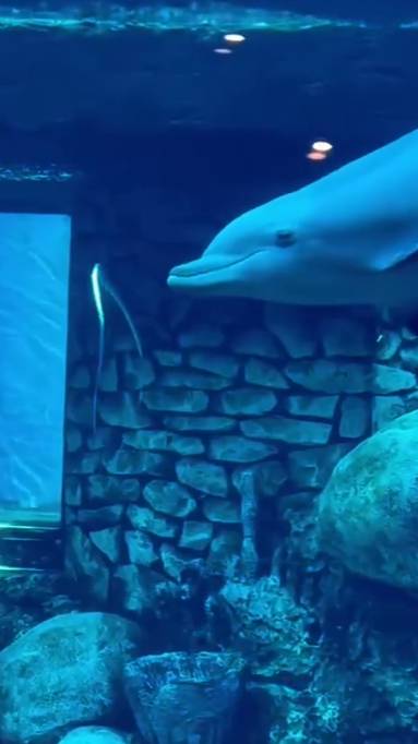 Дельфин создаёт звуковую волну в воде