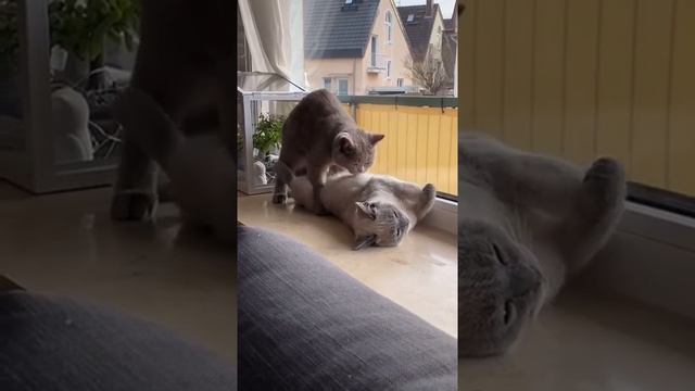 Это ещё массаж или уже изврат?