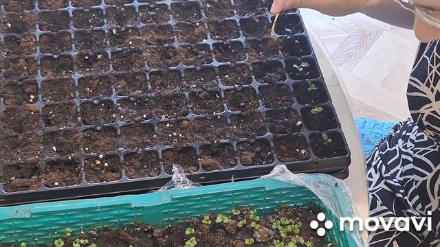 пересадила Цинерарию 02.03.24