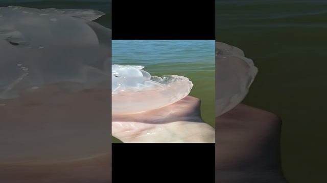 медуза в Анапе.