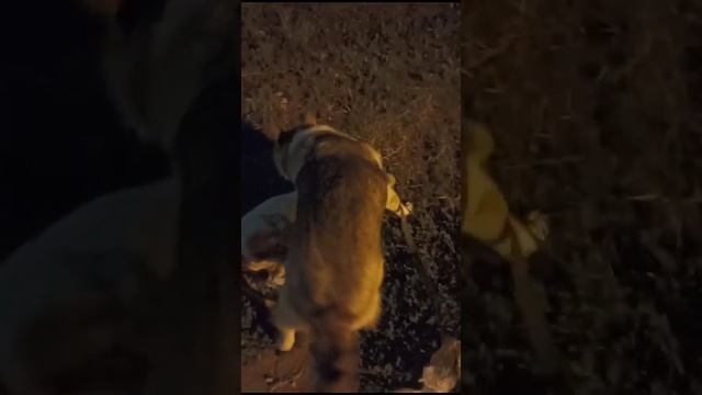 Агита, которая потолще
 3год в семье. 
Пристроена мной в конце октября 2021
После смерти её хозяина