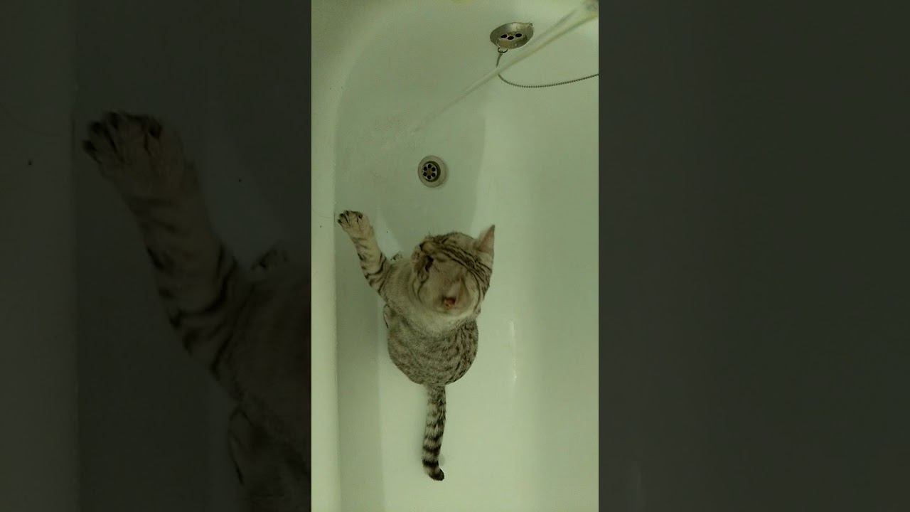 кот в ванной (мокрая киска)