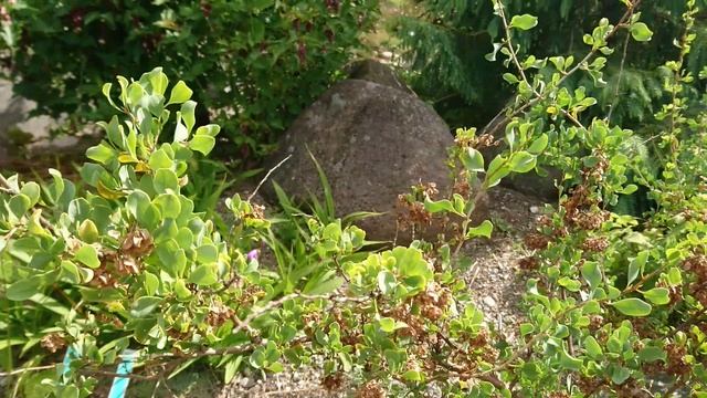 Курчавка грушелистная (лат. Atraphaxis pyrifolia Bunge). Ботанический сад Орхус 4 авг. 2021, Дания.