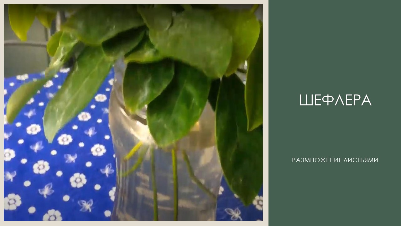 Шефлера.
#Размножение #шефлеры #листьями #укоренение
