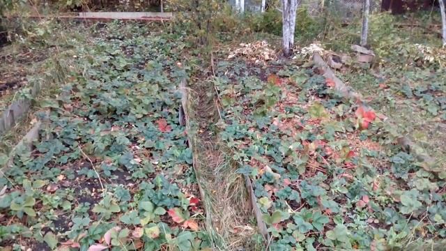 Осень вступила в свои права. Проводим заключительные работы в саду