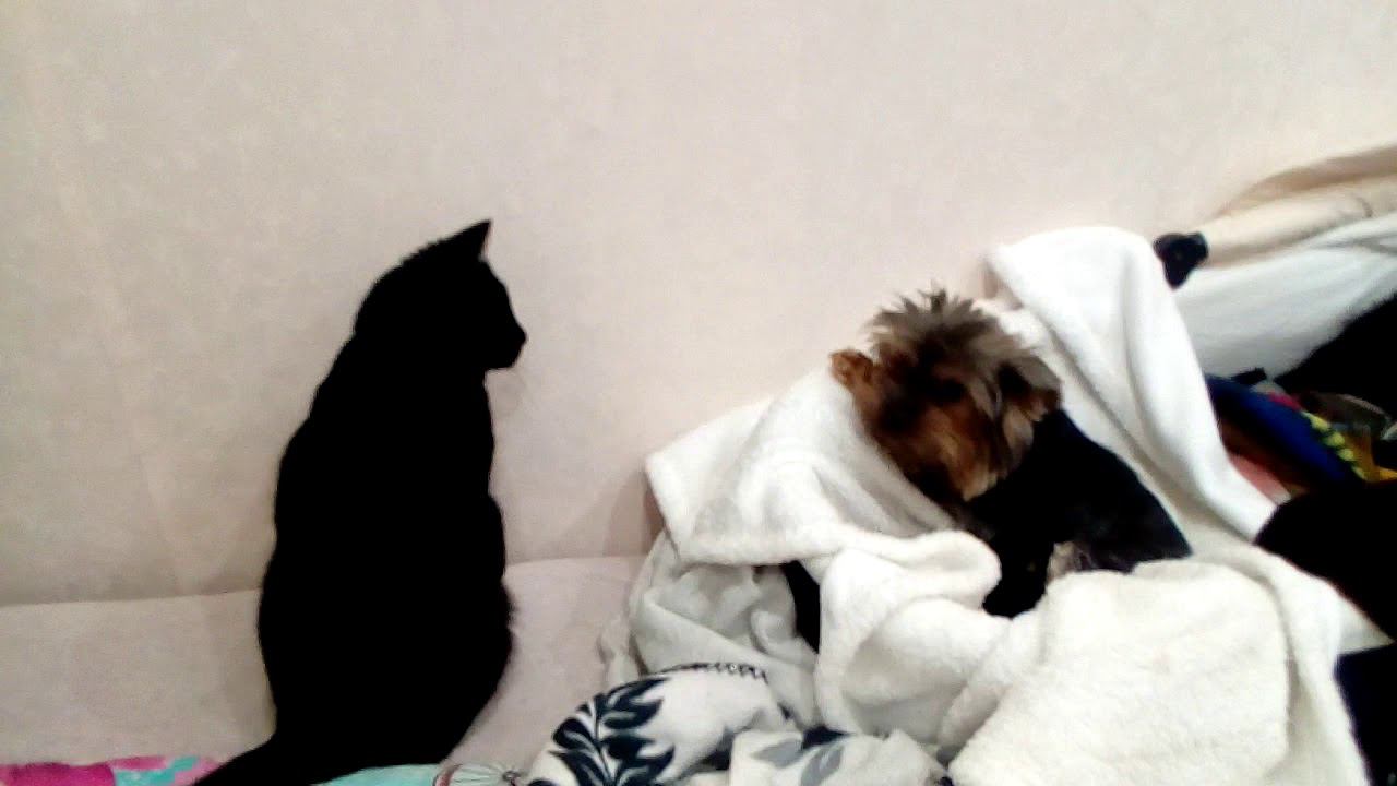 Гражданочка Вы из опеки?!