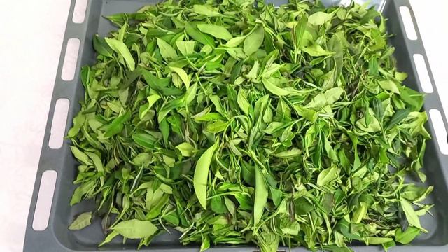 Ферментация чайного листа.