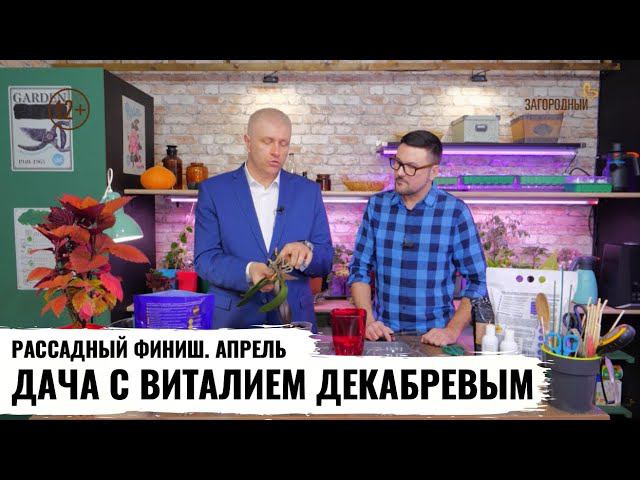 Рассадный финиш. Апрель // Дача с Виталием Декабревым