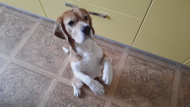 Бигль Савва и заячья лапа ...