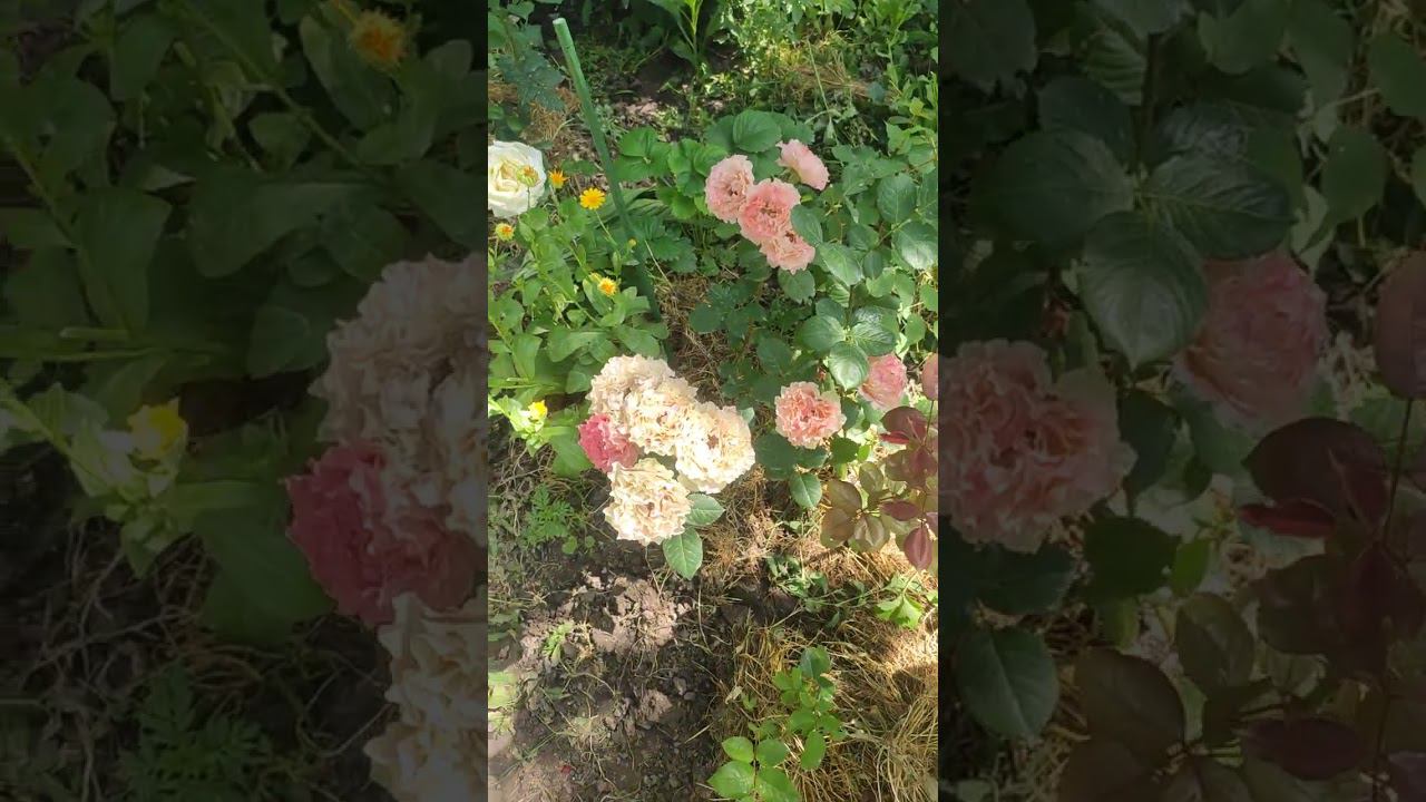 роза дабл делайт второгодка цветет после вымерзания ,а другие розы заканчивают свое цветение