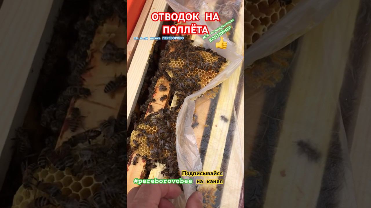 Отводок на поллёта! ПАСЕКА! #pereborovobee #пасека #пчеловодство #матковод #улей #А4 #контейнер
