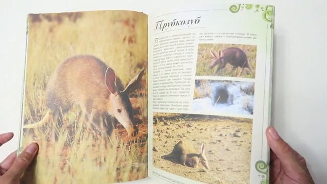 Энциклопедия "Большая книга о животных. 1001 фотография", издательство АСТ