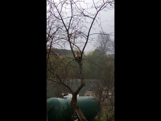 Кот альпинист