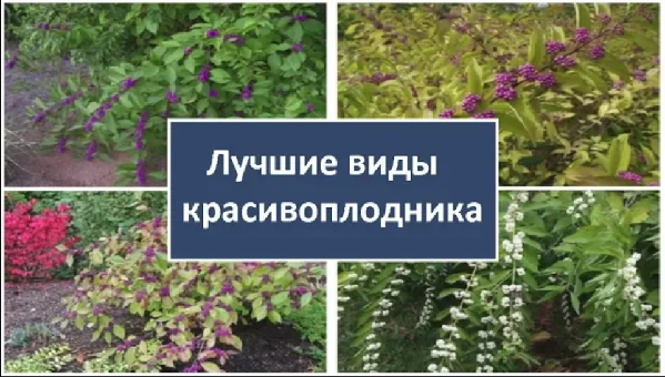 ❀ Лучшие виды красивоплодника