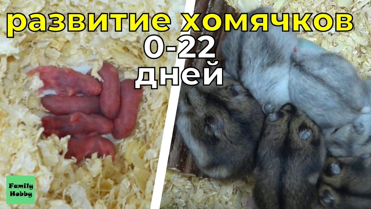 Джунгарские хомяки (0-22 день) | развитие хомяков с 0 до 22 дня за 3 минуты