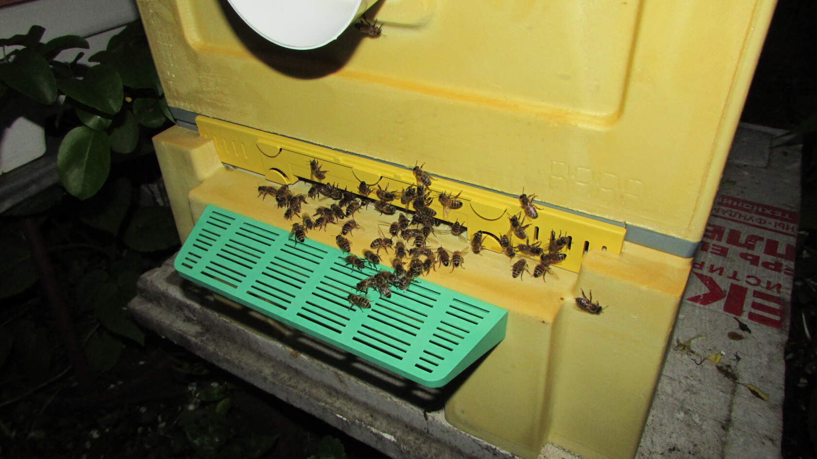 ответы на вопросы - Игорь, почему у тебя местная пчела на основе карпатки , а не на основе русской