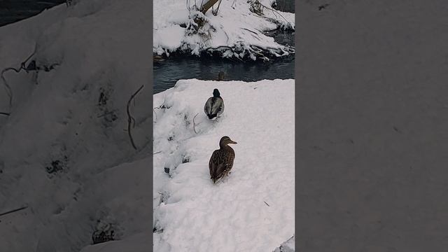 Иду в Гипермаркет #ЛИНИЯ на свежий привоз растений?Встретились дикие #утки ? #shorts #цветы #орхид