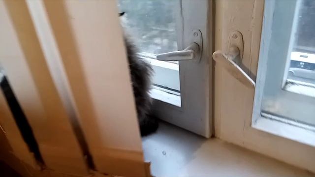 На веселе ? или кошачья мята радует котэ