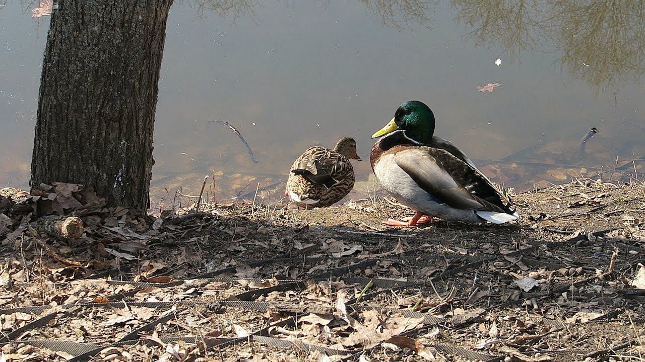 Уточки (26.03.2023)