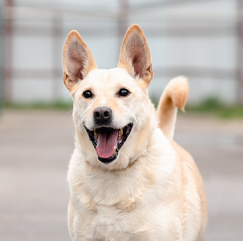 Гера - красавица и ласкуша. Ей очень нужен любящий хозяин