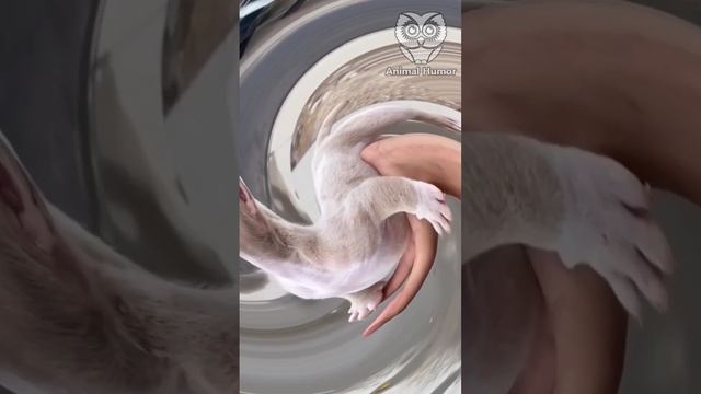 Маленький, но гордый.