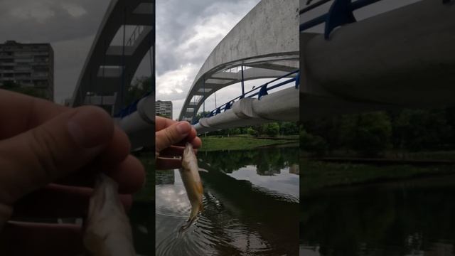 Ловля Карася ! Вечерний клев ! Рыбалка из детства !