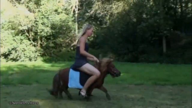 Chica hermosa monta un Shetland Наездница на шетландском пони