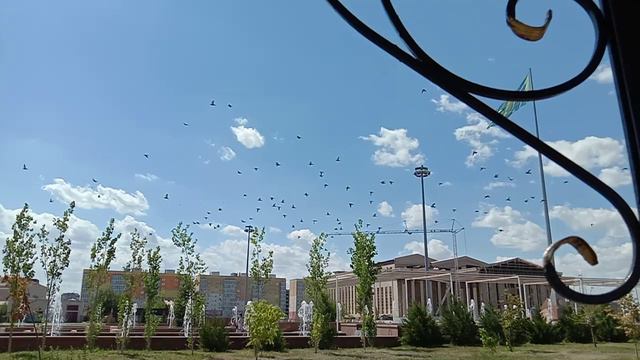 Полёт голубей