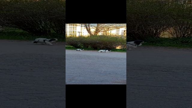 Парк на Крестовском острове , Диво остров