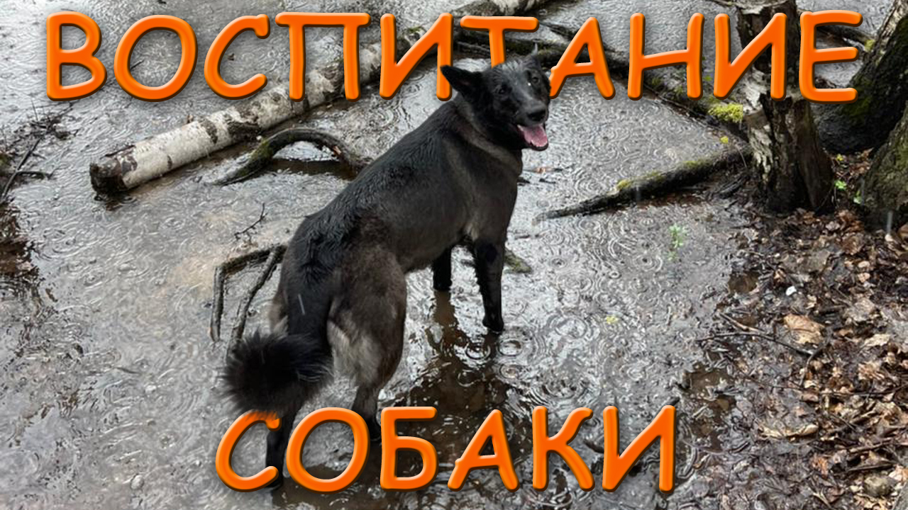 Зачем нужна консультация по воспитанию собаки / Кинология / Зоопсихология / Дрессировка