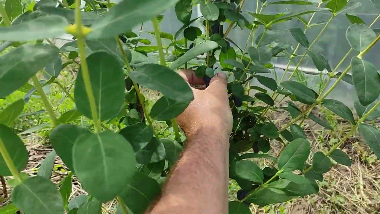 Жимолость Сердце гиганта 2023