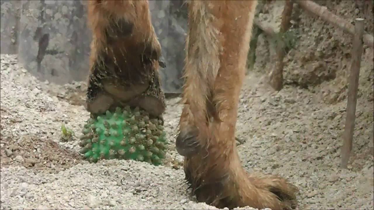 Зоогостиница в Новосибирске. Наш гость - Аргун.