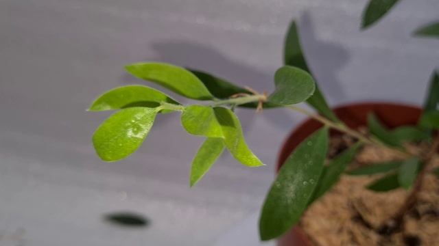 Каллистемон 5