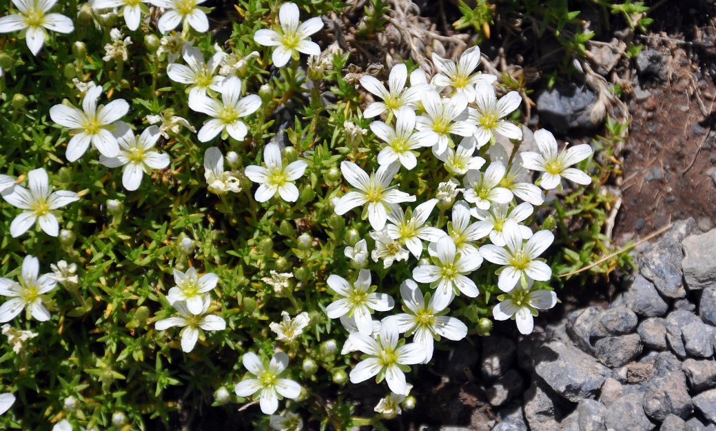 Минуарция РЕЛАКС АРТ-ТЕРАПИЯ ИМПРОВИЗАЦИЯ композитор Виктор Анохин #музыка #piano #цветы #reggae