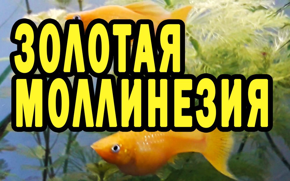 Желтая (золотая) Моллинезия
