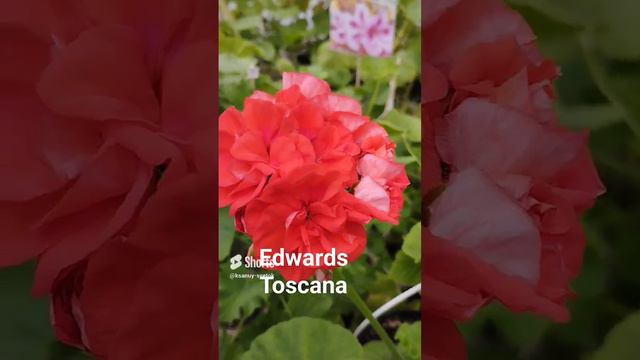 Пеларгония Edwards Toscana