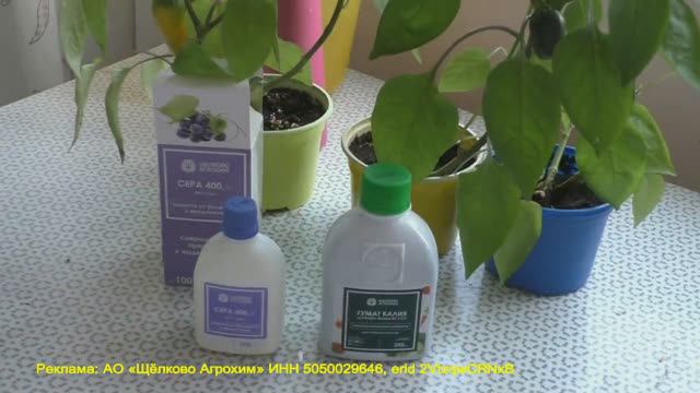 Подкормка и защита рассады перца