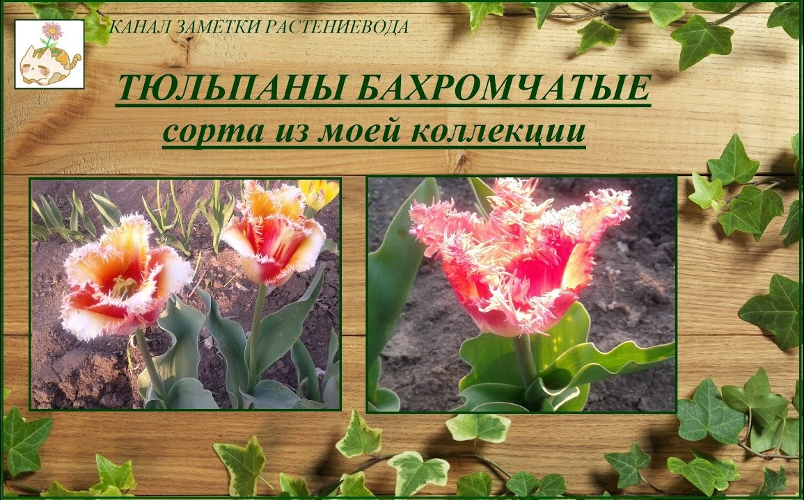 Тюльпаны бахромчатые красивые сорта из моей коллекции