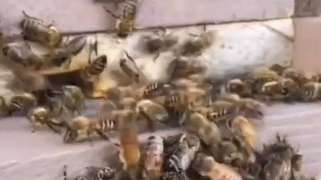 Что нужно сделать чтобы бакфаст не роился.