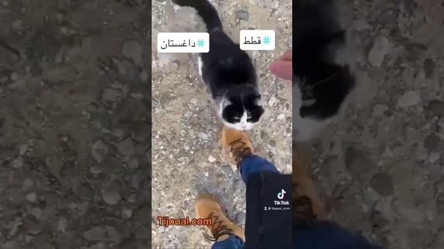 Ласковый кот #shorts