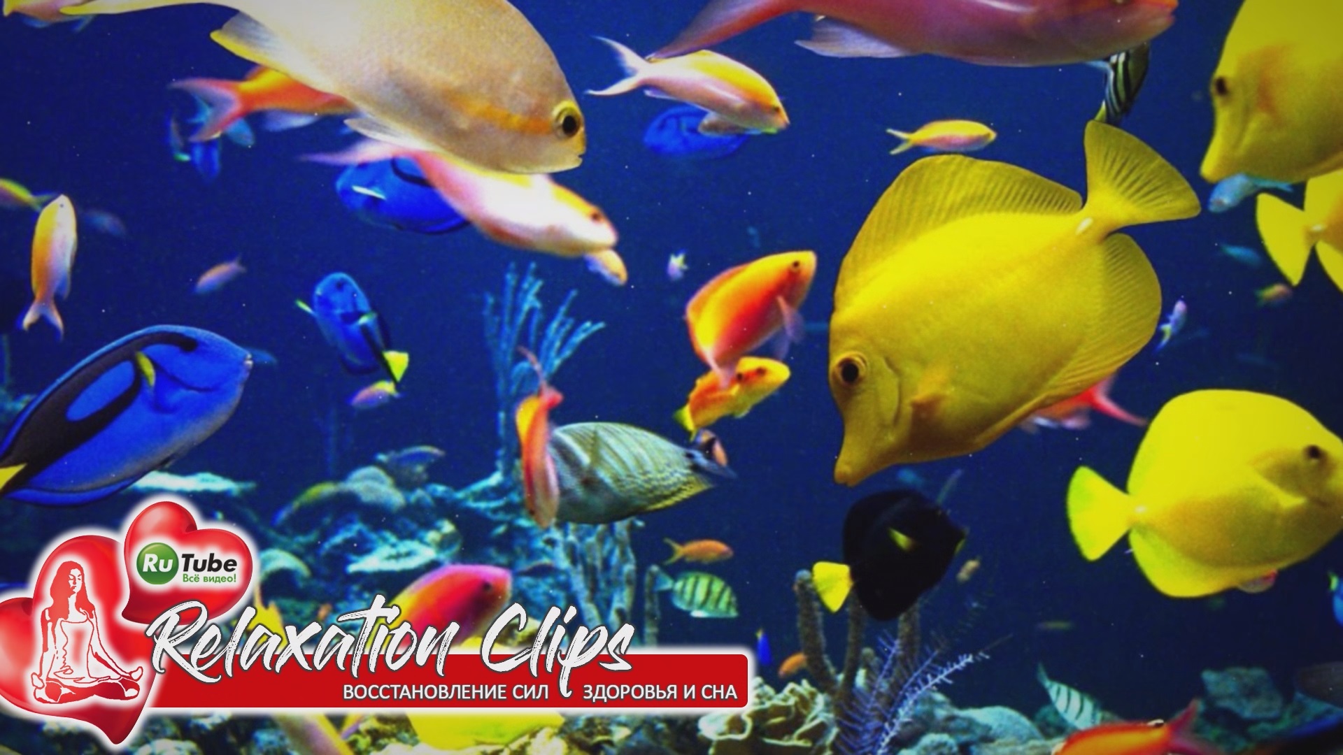 Красное море • Клипы для релаксации • Красивый параллаксный видео коллаж • 15 минут.