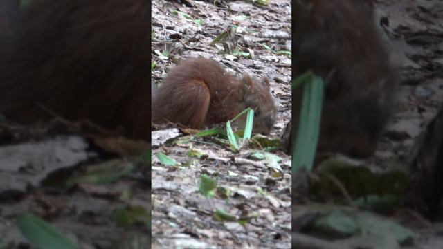 САМОСТОЯТЕЛЬНЫЙ БЕЛЬЧЁНОК