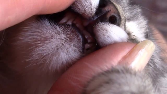 05_06_2016_У КИСИ-ДУСИ ЧЕШУТСЯ ЗУБКИ_ПЛАСТУНКА_СОЧИ.mp4