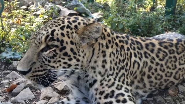 Персона высокого полета: Фишт