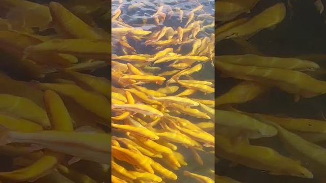 Форелевое хозяйство