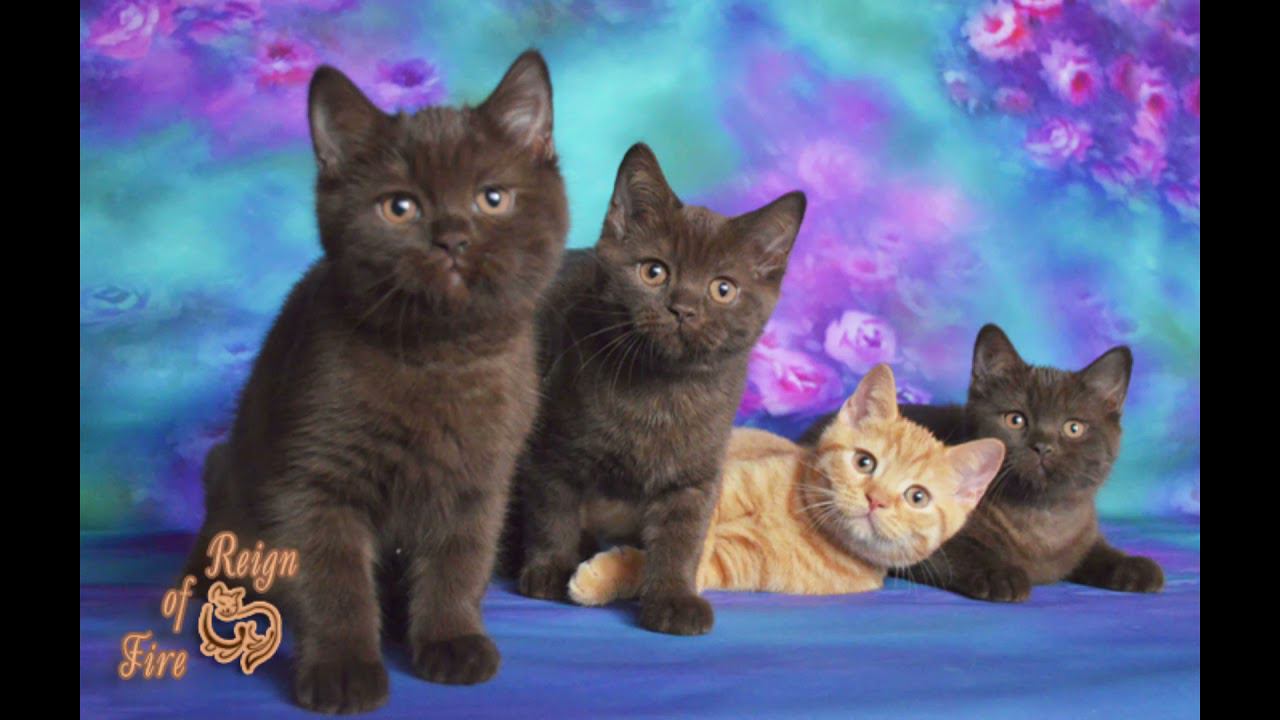 Выставка майкоп