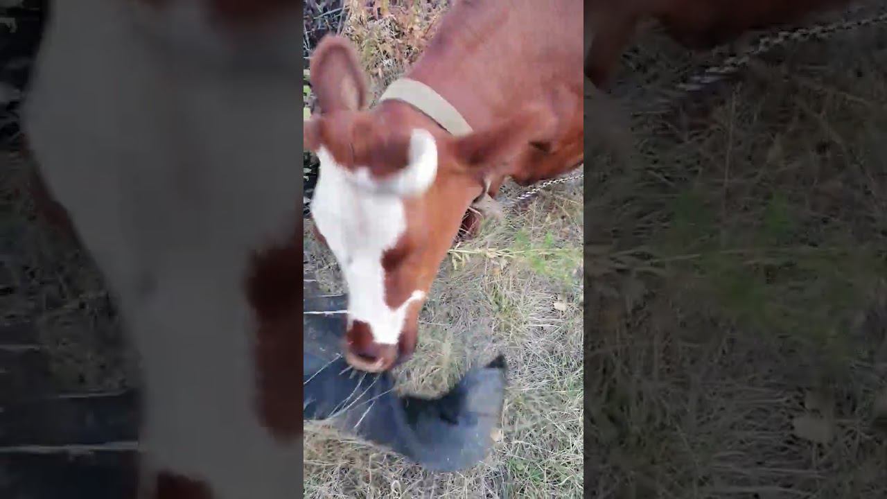 Почему корова ест резиновые сапоги, перчатки, камни. Нужен совет.